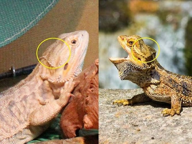 Is my Bearded Dragon Fat or Skinny? (5 weight loss tips)