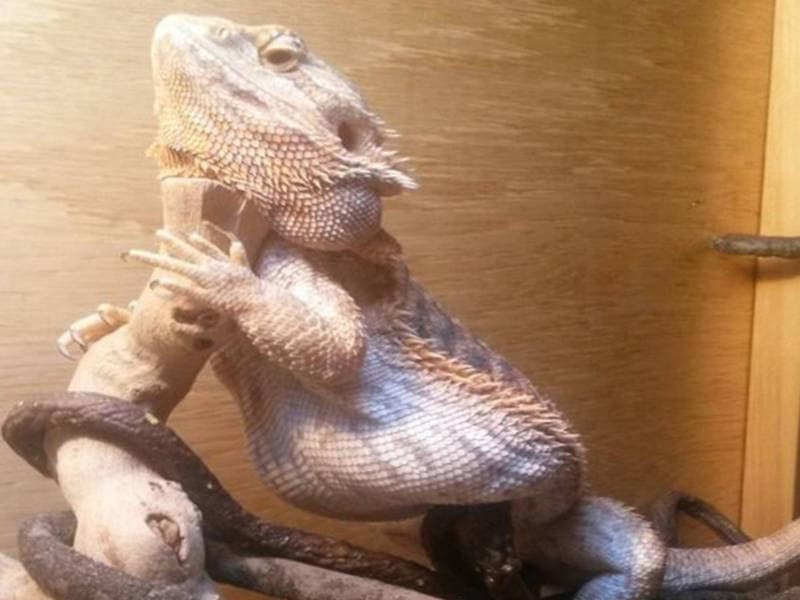 Is my Bearded Dragon Fat or Skinny? (5 weight loss tips)